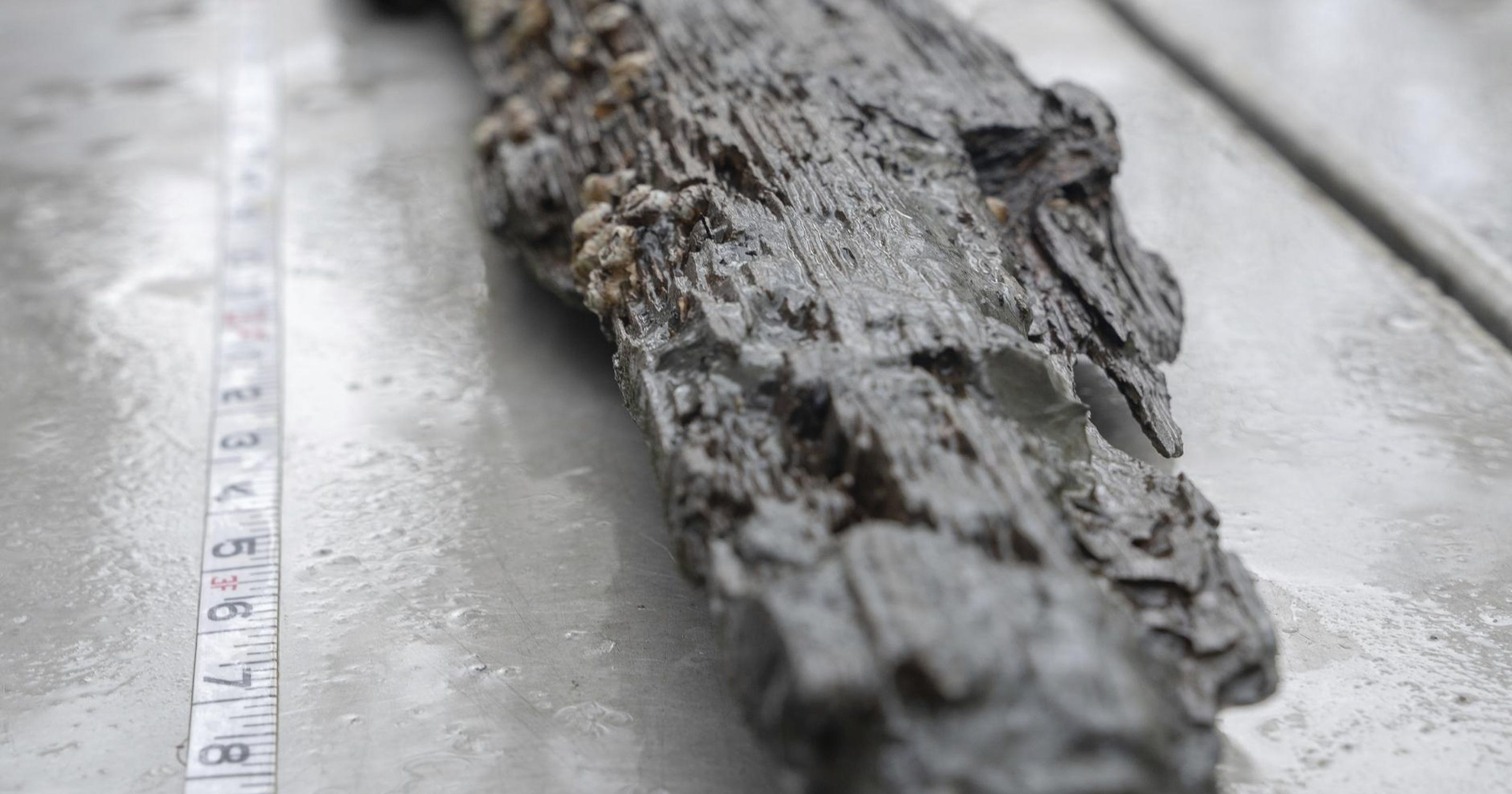 Clotilda: Last US slave ship discovered among gators, snakes