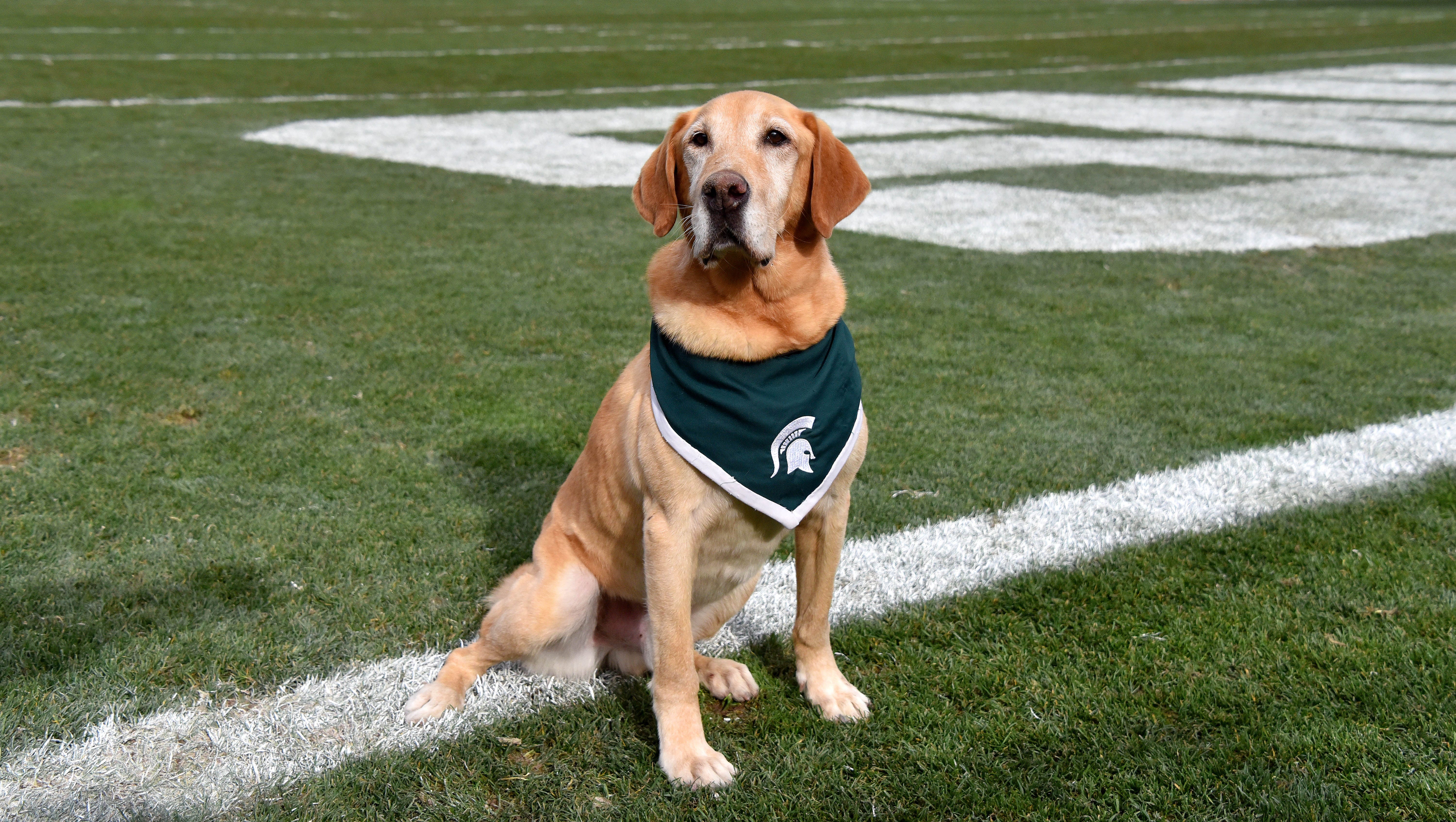 MSU's 'Zeke the Wonder Dog' dies; Zeke IV already in place