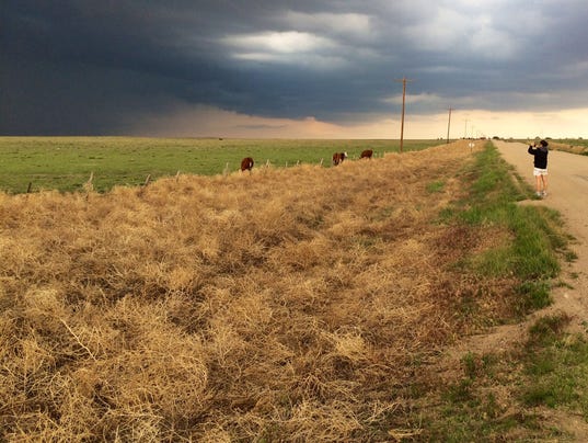 Lawless weeds causing a calamity in Colorado