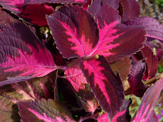 Easy to grow coleus adds color to landscape