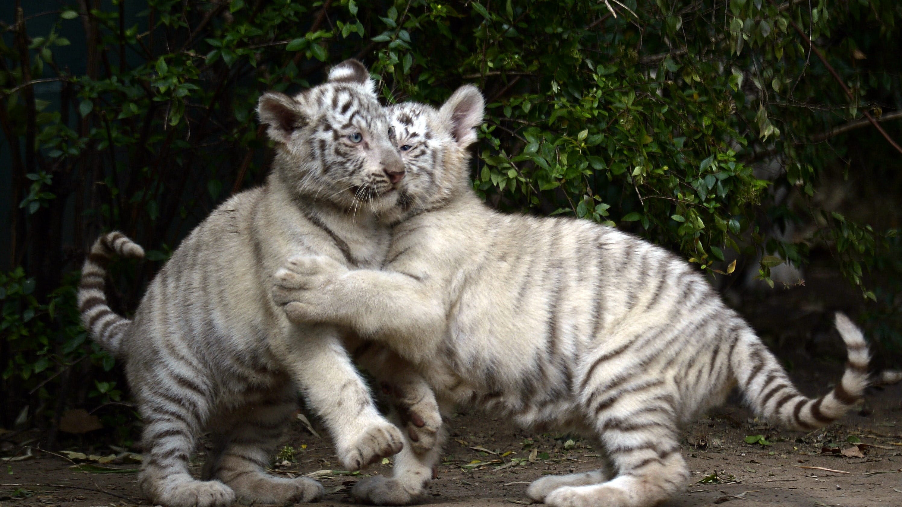 Porsche nixes tiger displays to promote new model