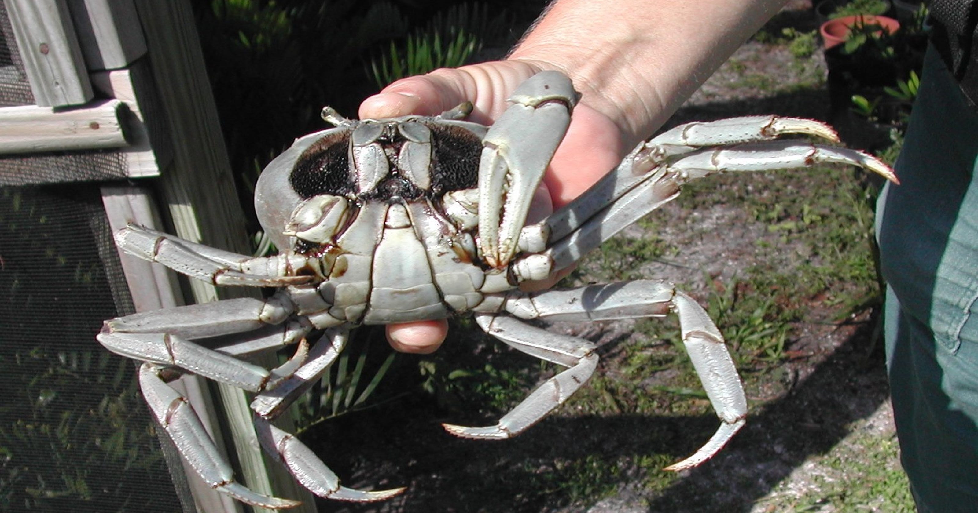 Look out: Giant land crabs are on the loose