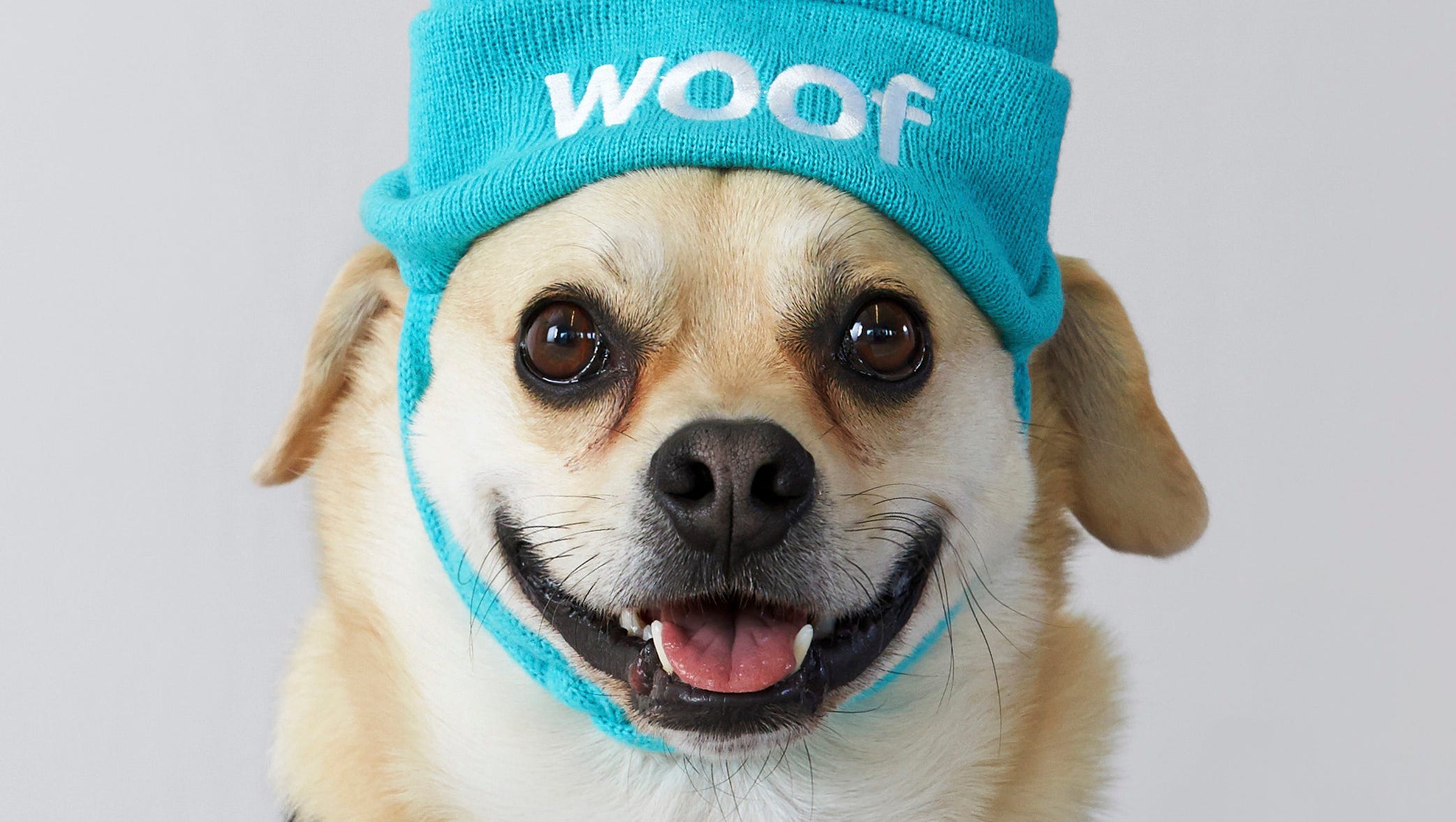 Pet driver safety goes to the dogs