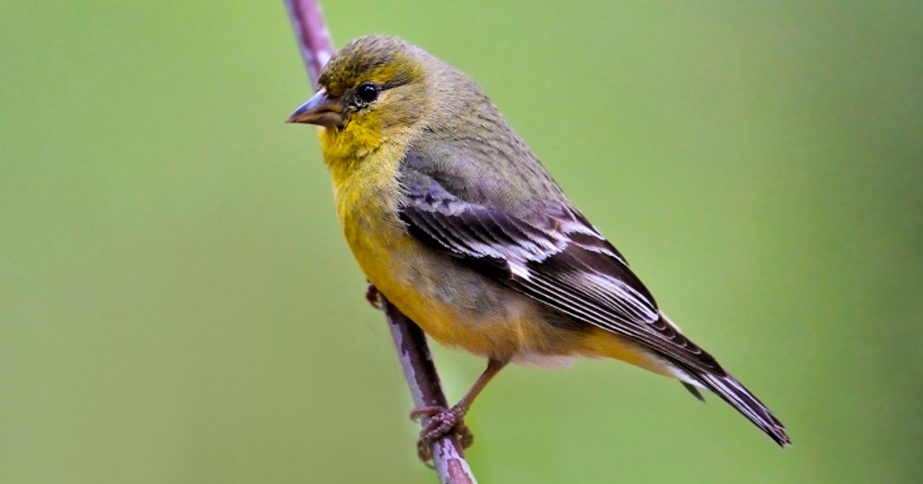 Bird of the Month: Lesser goldfinch