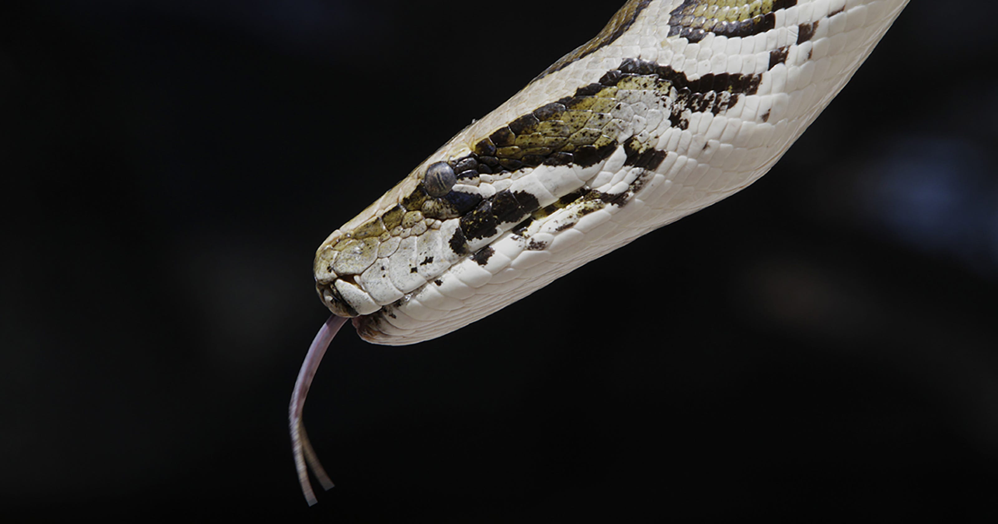 Burmese pythons target of Florida program that's removed more than ...