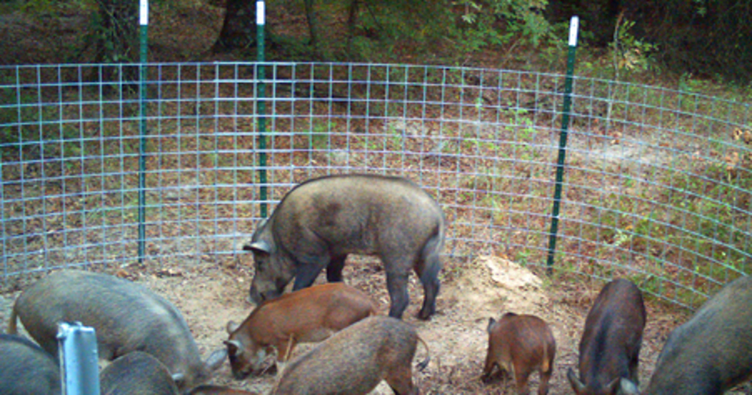 Outdoors: Wild Pig Conference looks for solutions