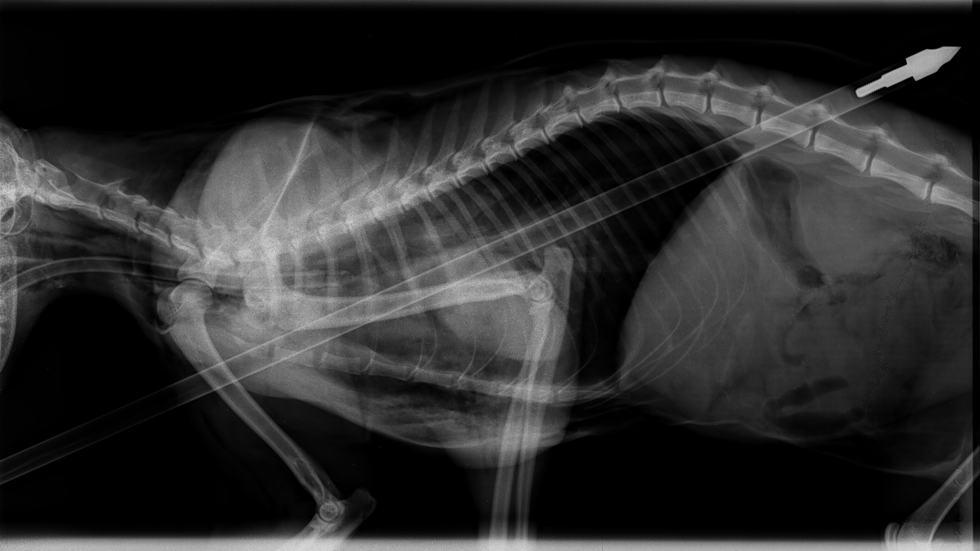 Cat shot with crossbow striding toward full recovery