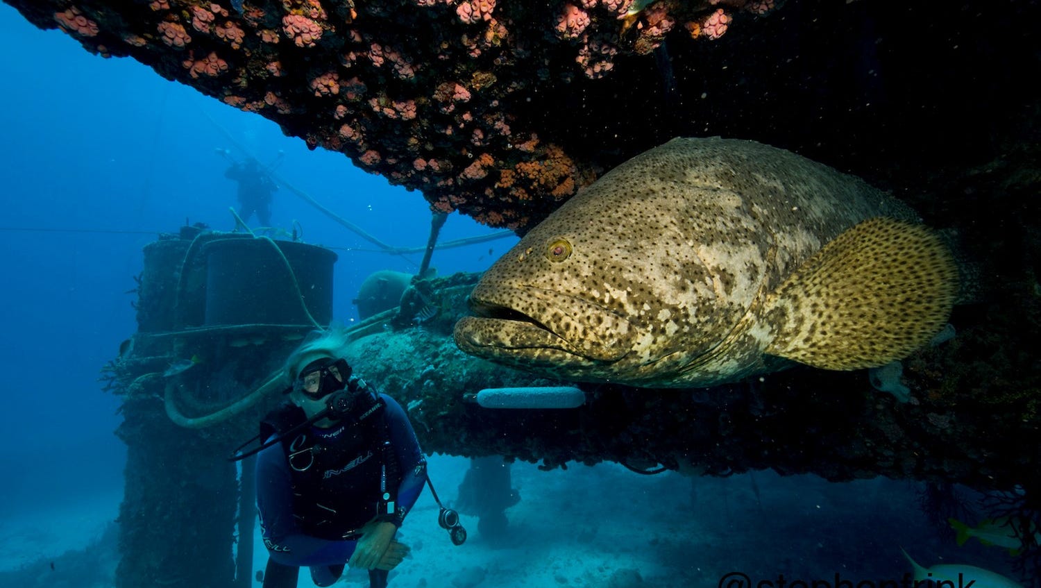 Goliath grouper on the menu? FWC considers opening up a limited season ...