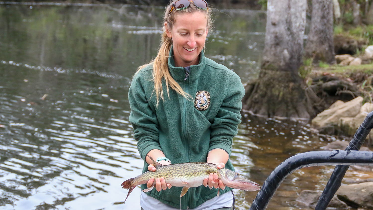 Biologists use electrofishing to stun and study Blackwater River fish