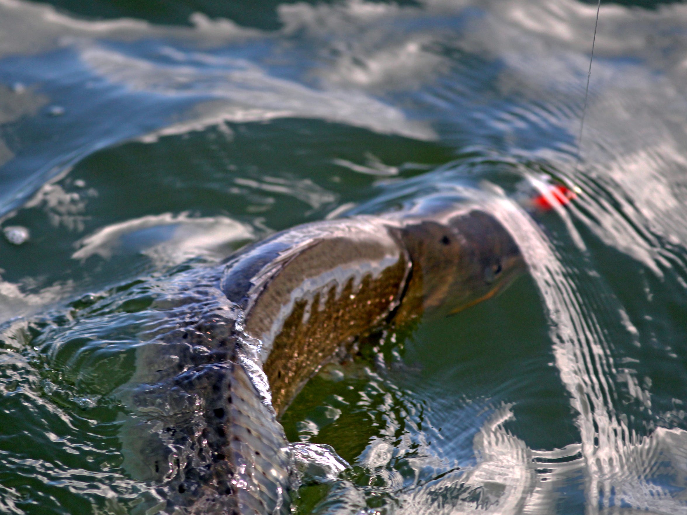 Fishing the Landcut from either direction can produce angling thrills