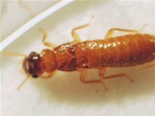 Louisiana homeowners beware: Most costly, destructive termites headed ...