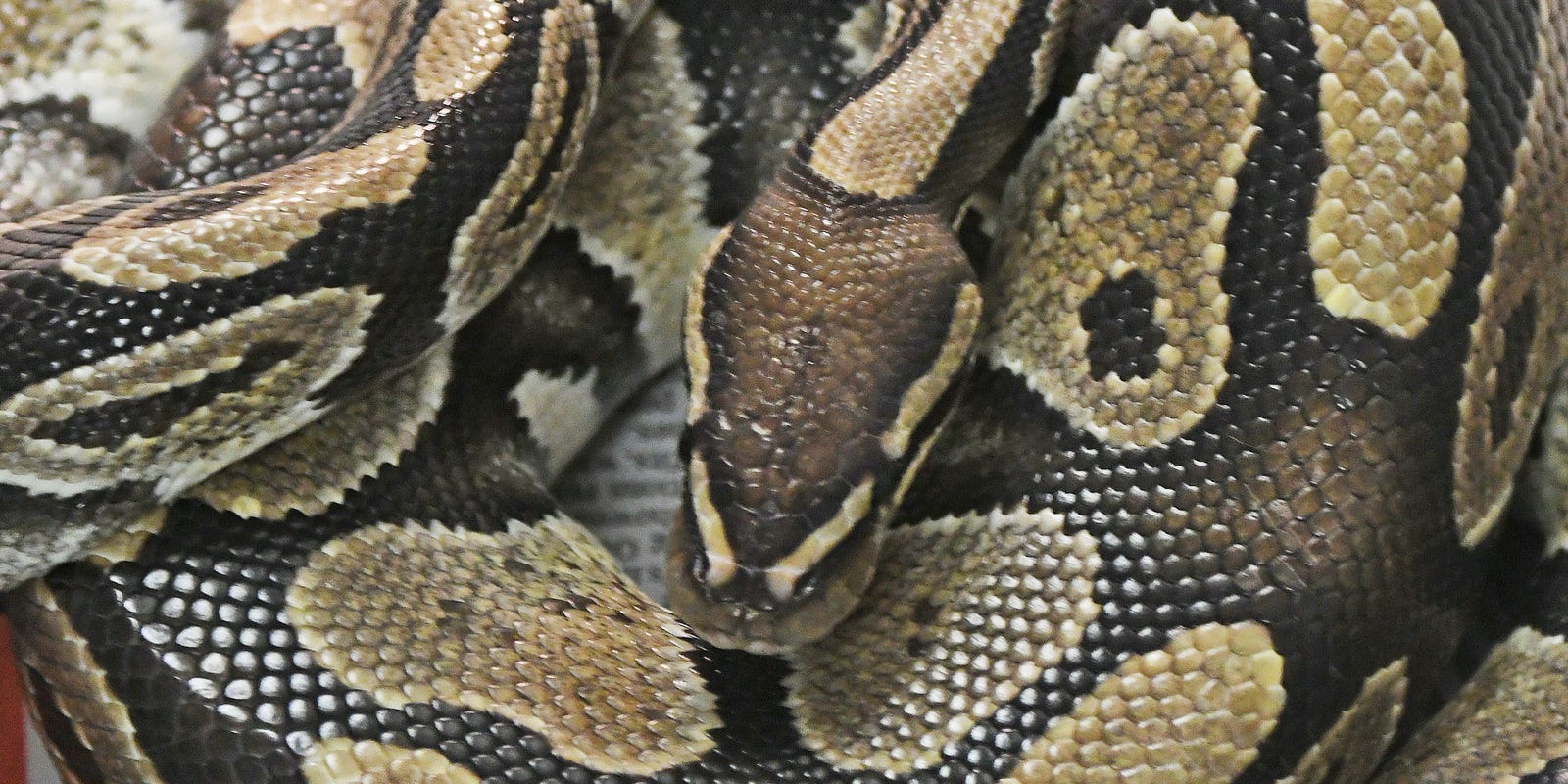 Woman charged with 7 counts of animal cruelty in reptile case