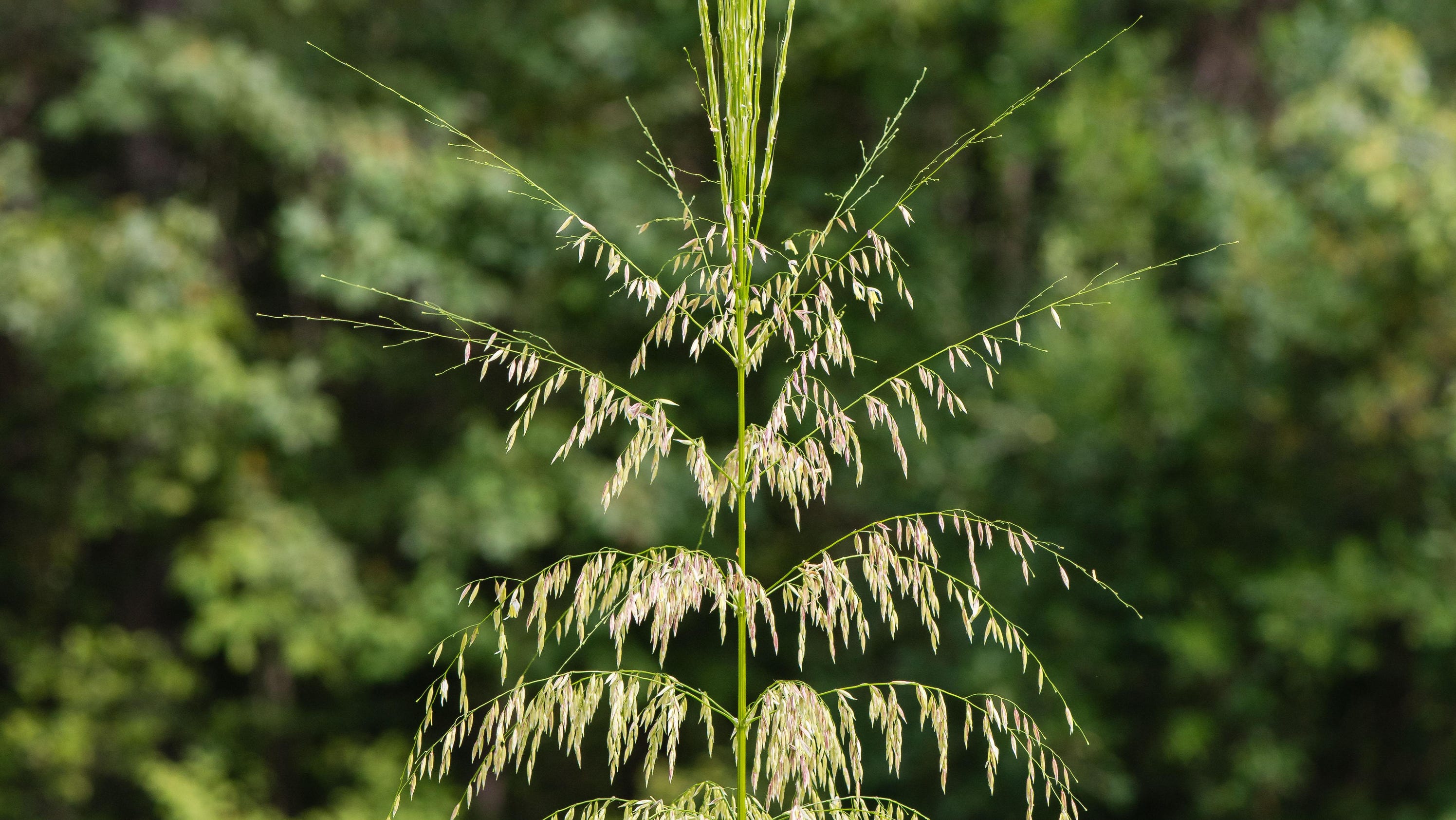 A native grass, wild rice grows in wet places