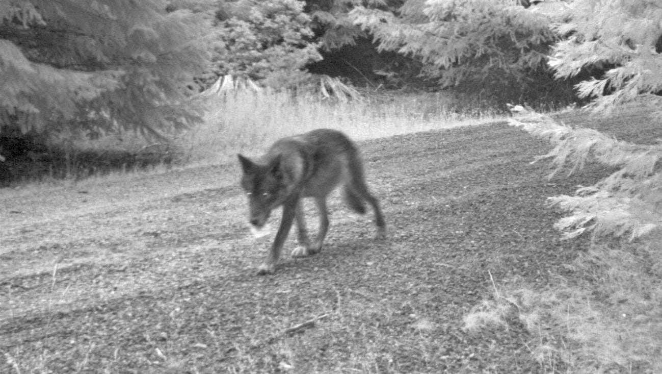 New photos show wolf OR-7's new pups and mate