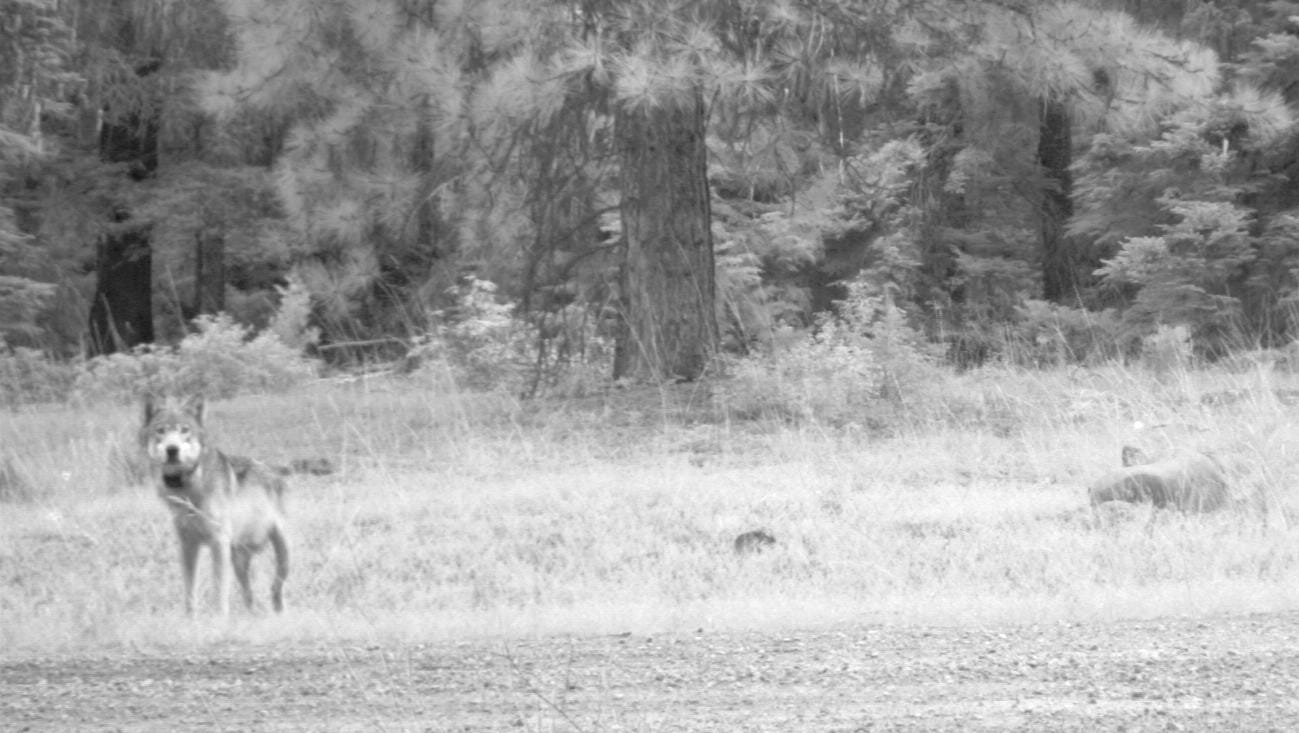 New photos show wolf OR-7's new pups and mate