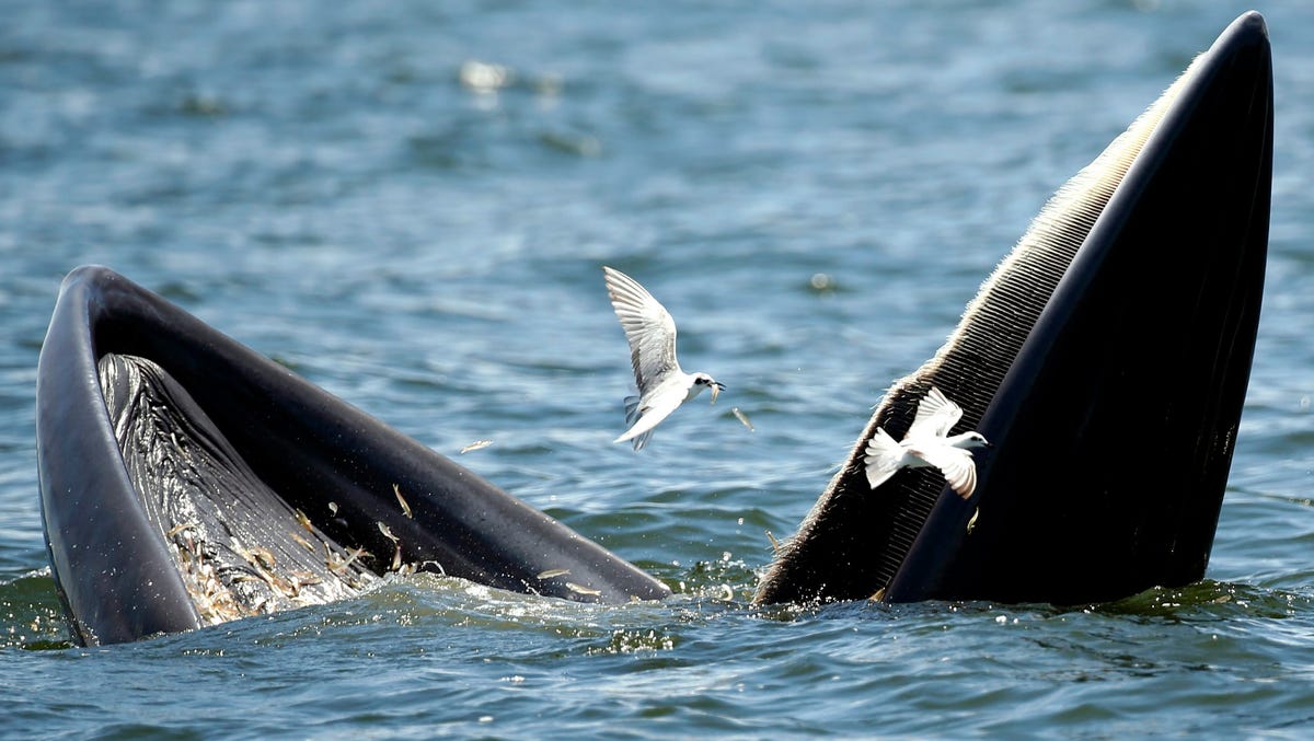 Endangered Bryde's whale