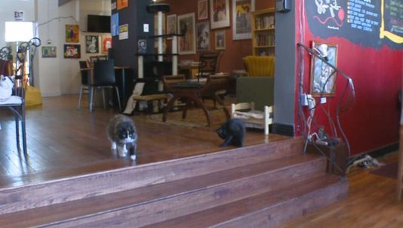 World First: customer sues cat cafe owner over bite! – Michael Broad