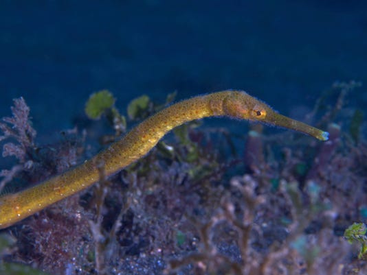 Imitation means survival for pipefish