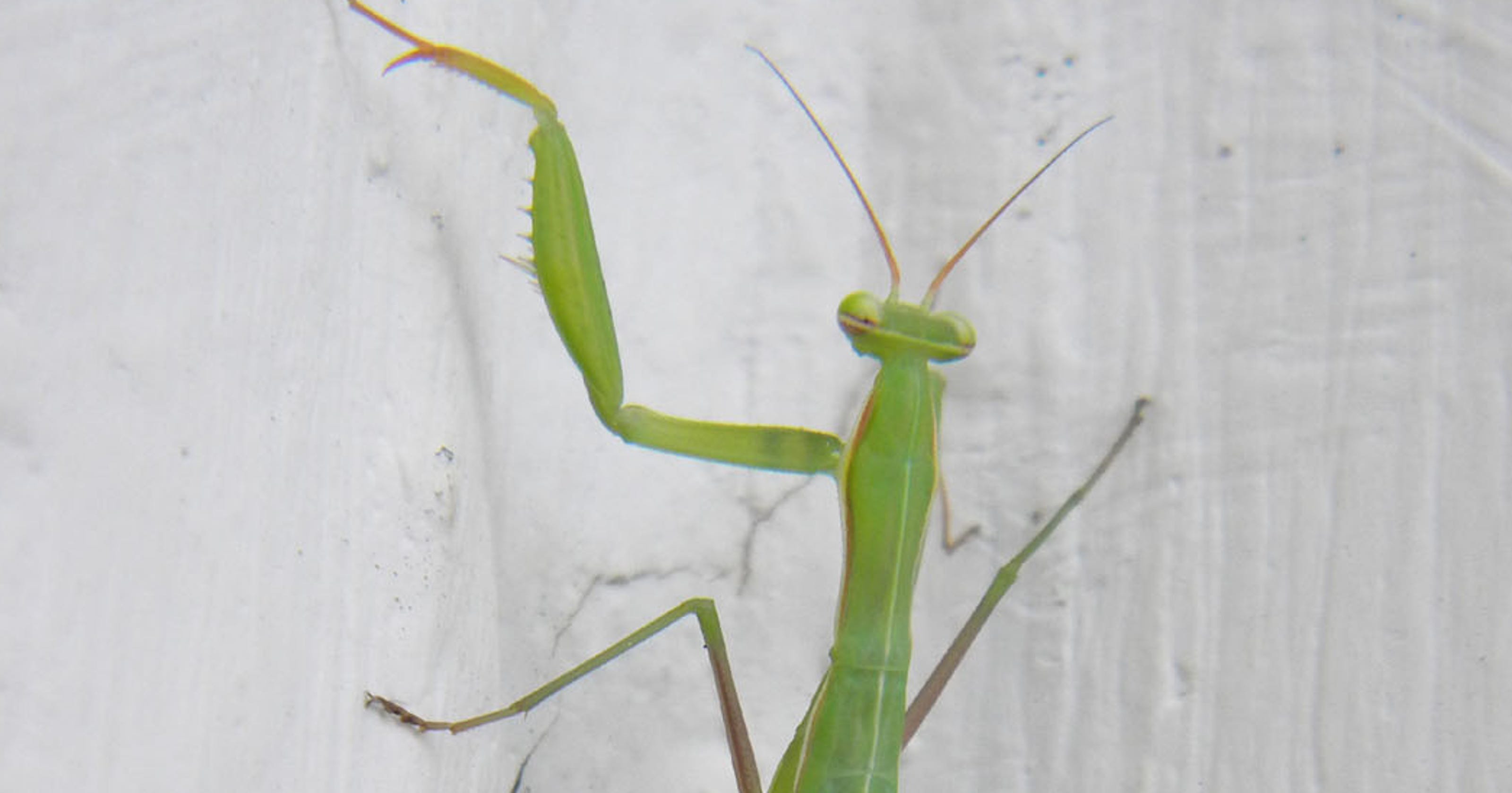 Master Gardening: The praying mantis