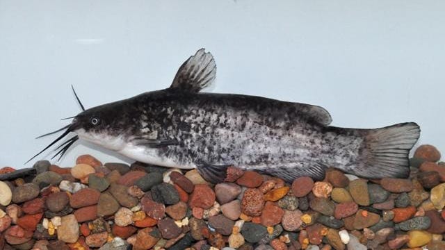 How to catch Iowa record-breaking fish