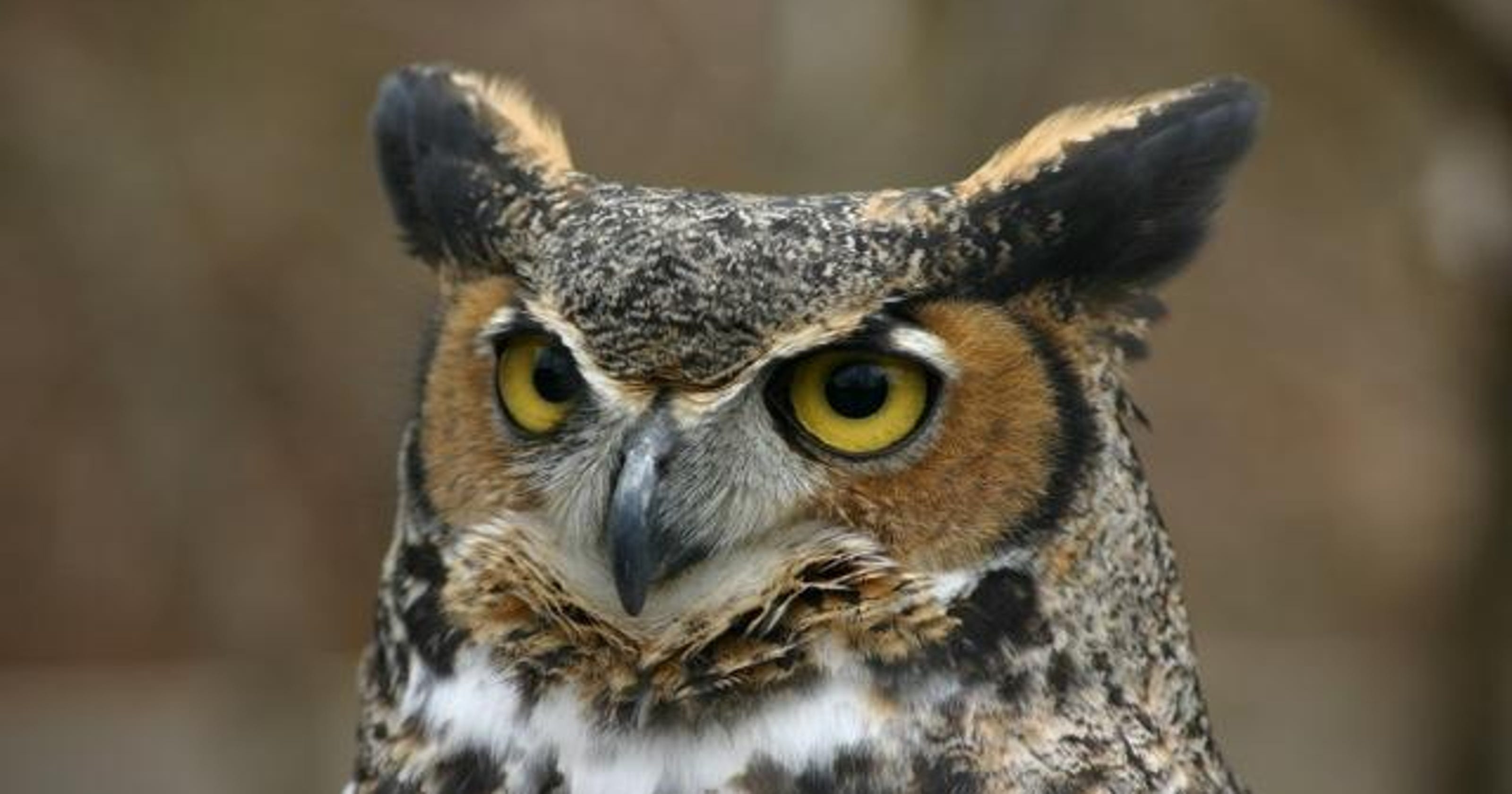 The Great Horned Owl - the tiger of the night sky