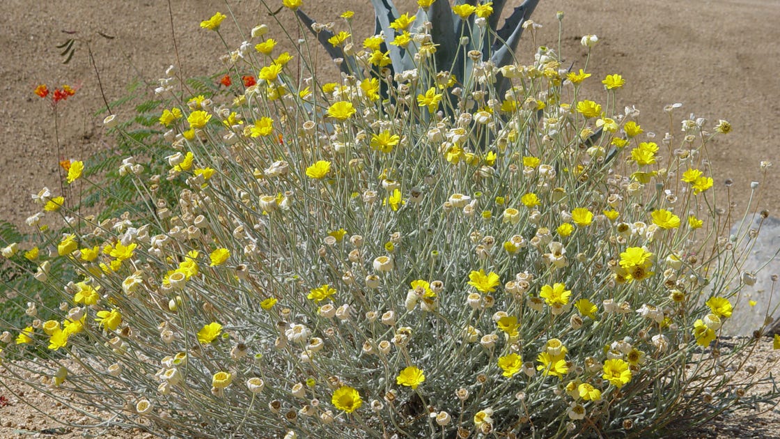 Plant and enjoy a trilogy of native perennials
