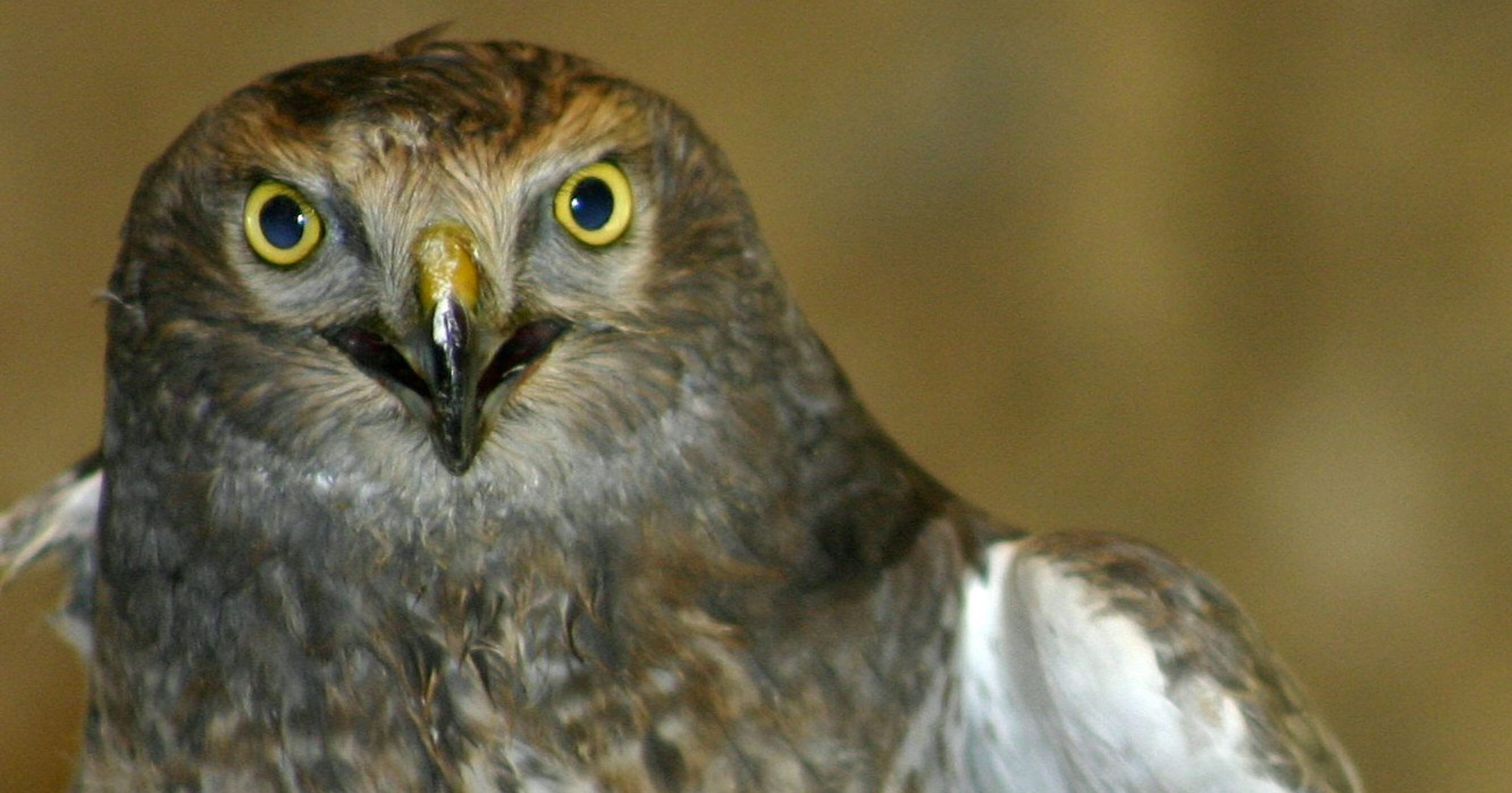 Iowa 101: Why the 'Hawkeye State'?