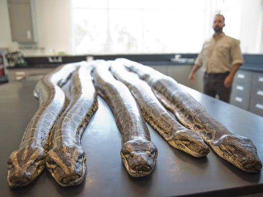 Hunter rescues deer from python's death grip in Ochopee