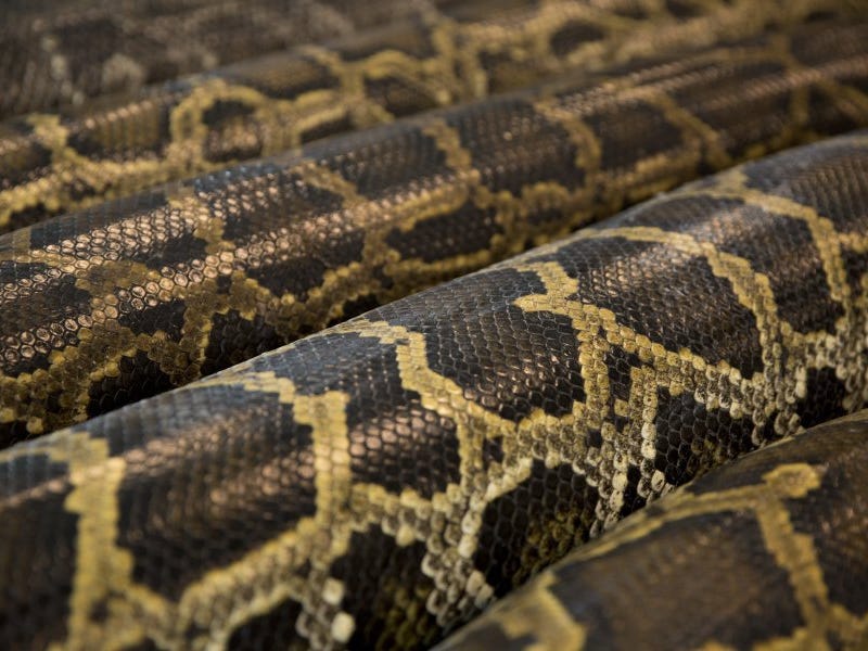 6-foot-long Burmese python caught while swimming in Naples Bay in Florida