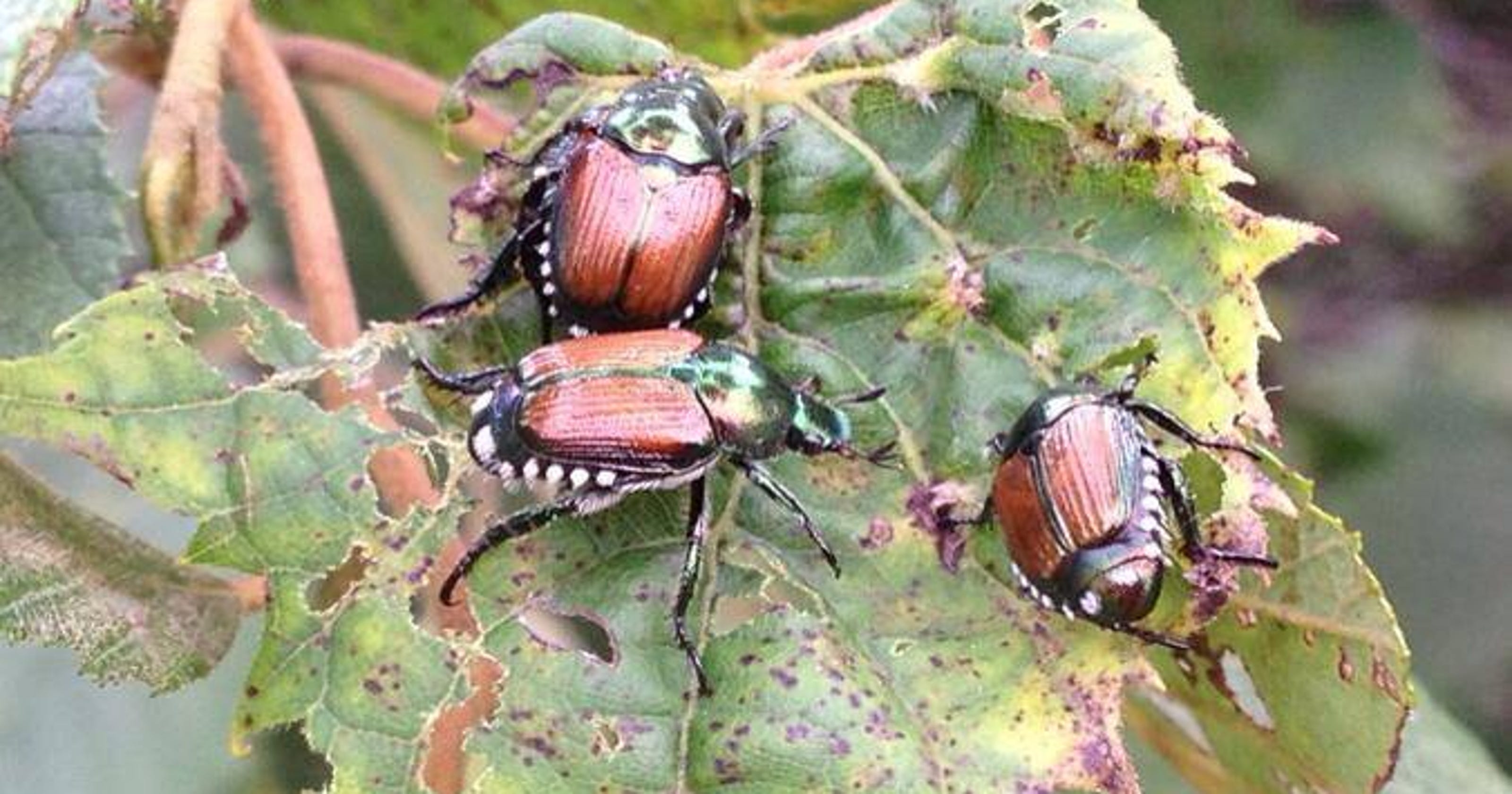 Take prevention against Japanese beetles