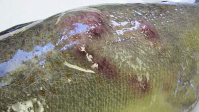 Furunculosis claims another 90,000 trout