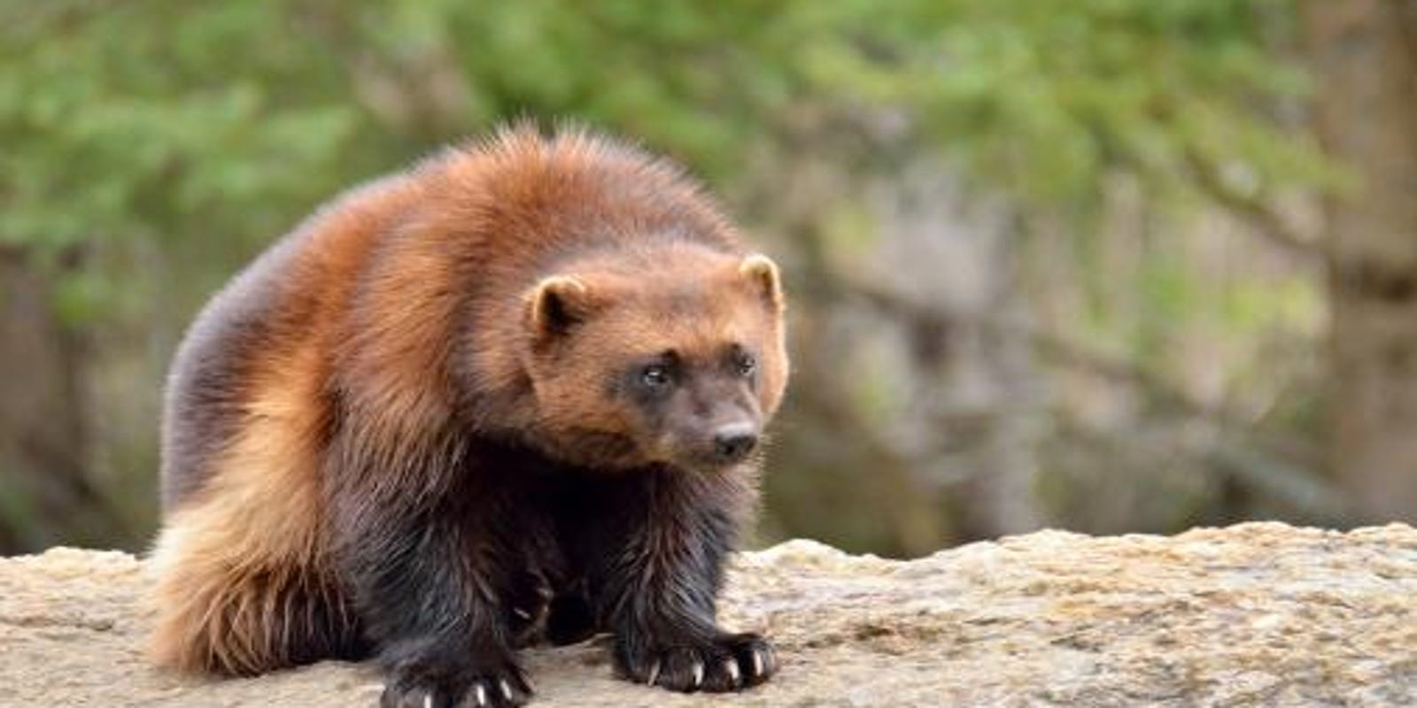 1st wolverine in more than a century found in North Dakota