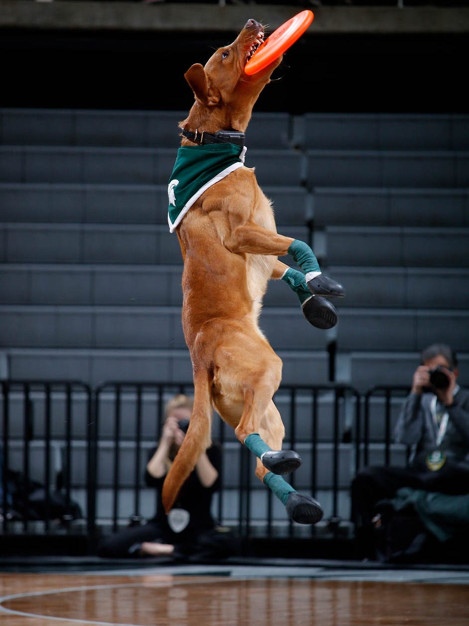 MSU favorite Zeke the Wonder Dog dies at age 12