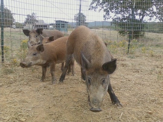 Feral hogs: New rules would allow night vision, thermal for hunting