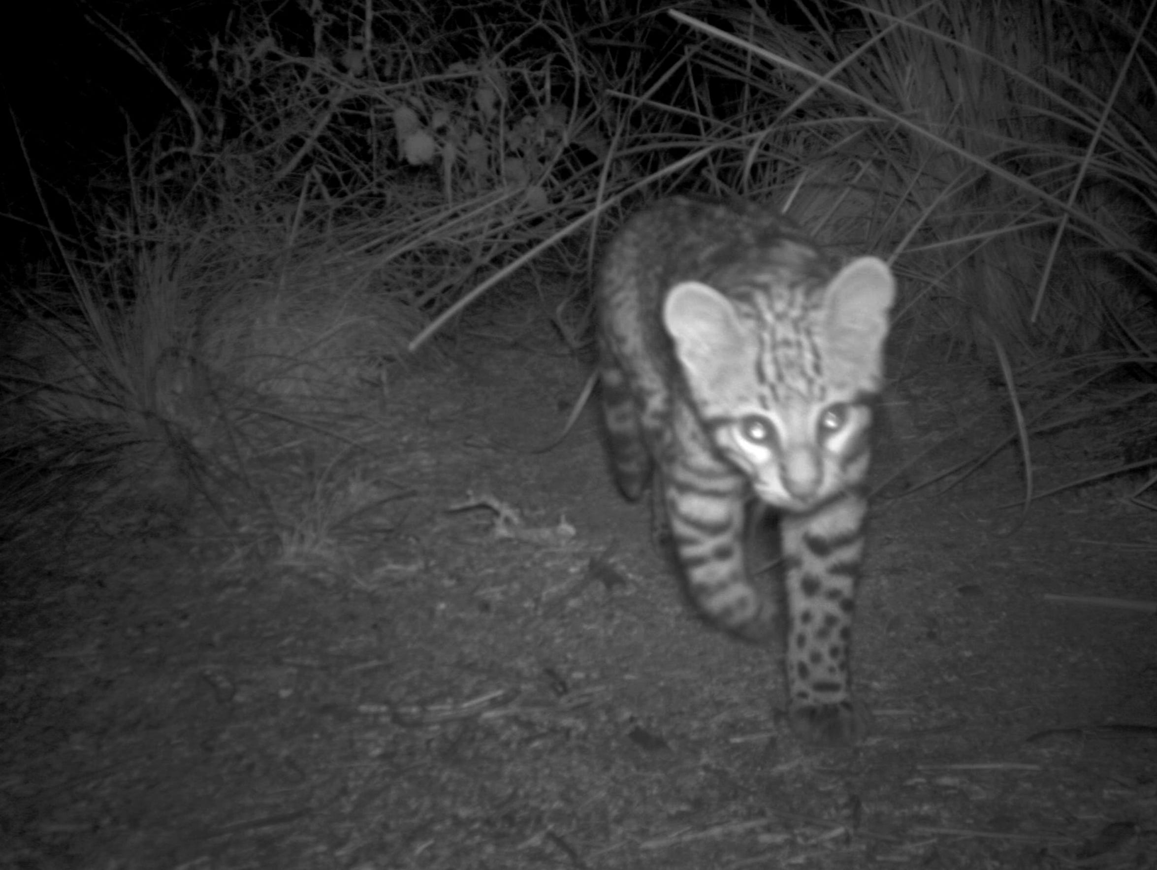 Rare ocelots try to survive in a world that barely knows they exist