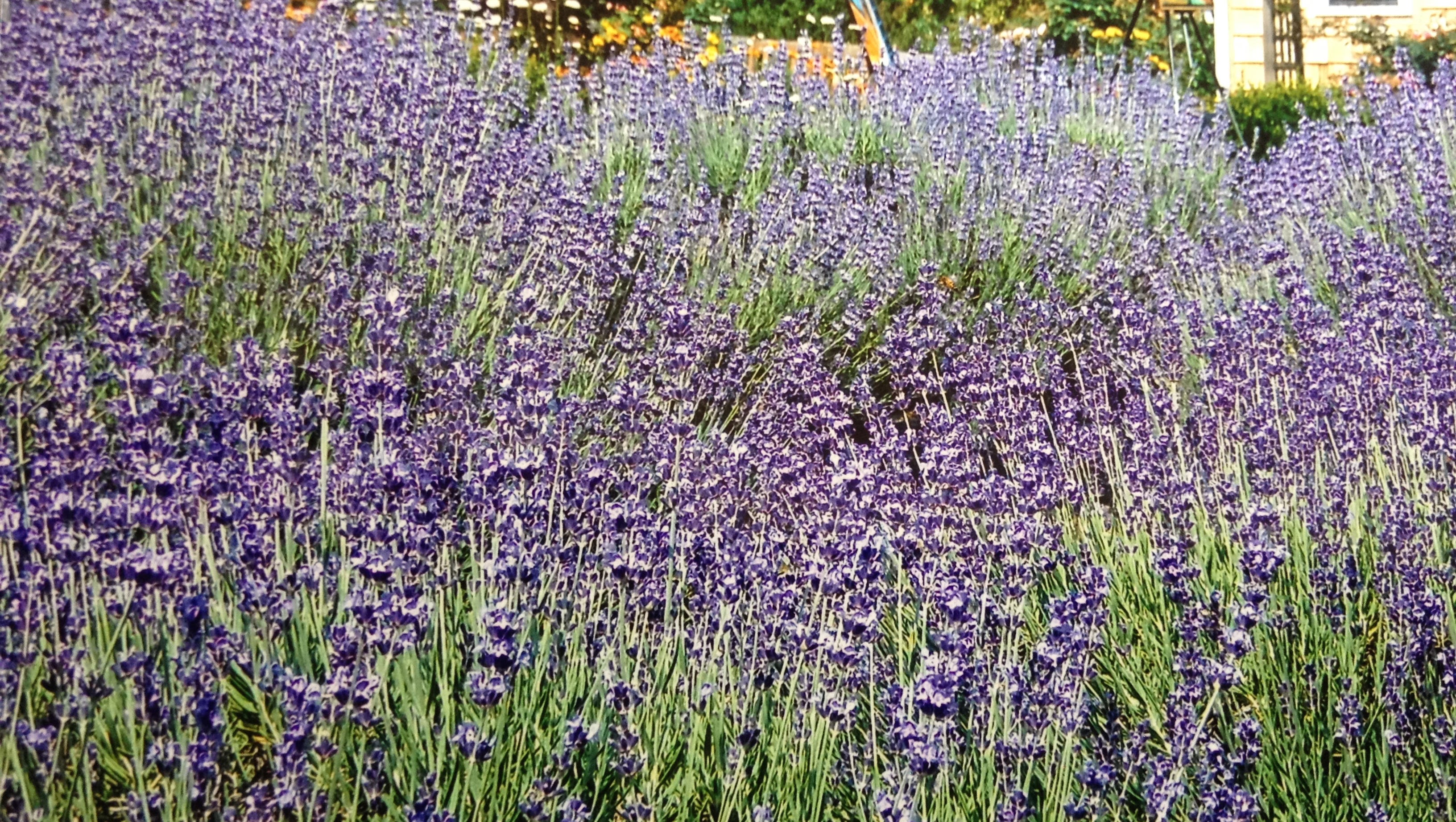 Lavender Fields: A Delaware hidden gem in Milton