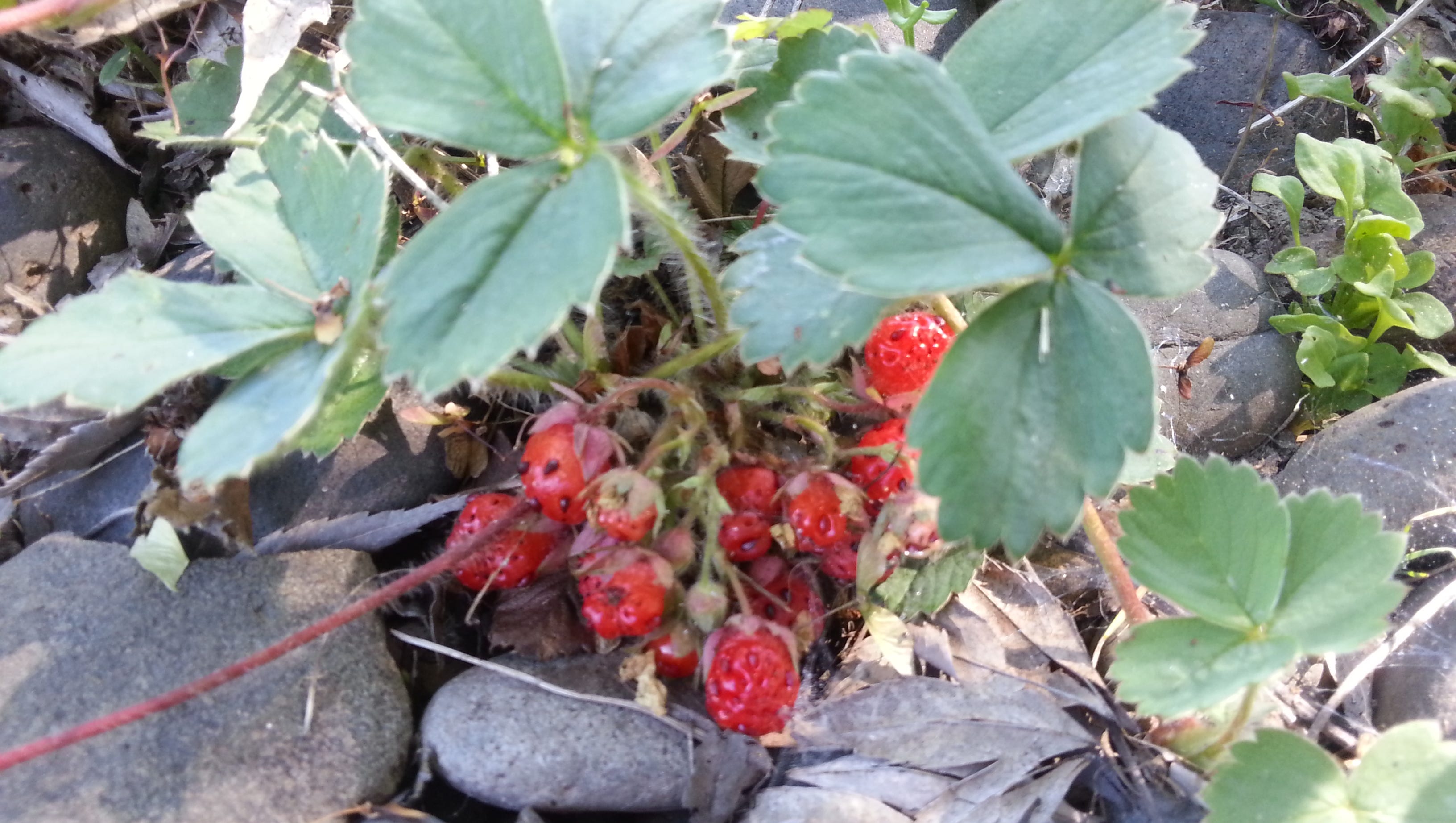 Edible Native Plants for your Yard and Garden
