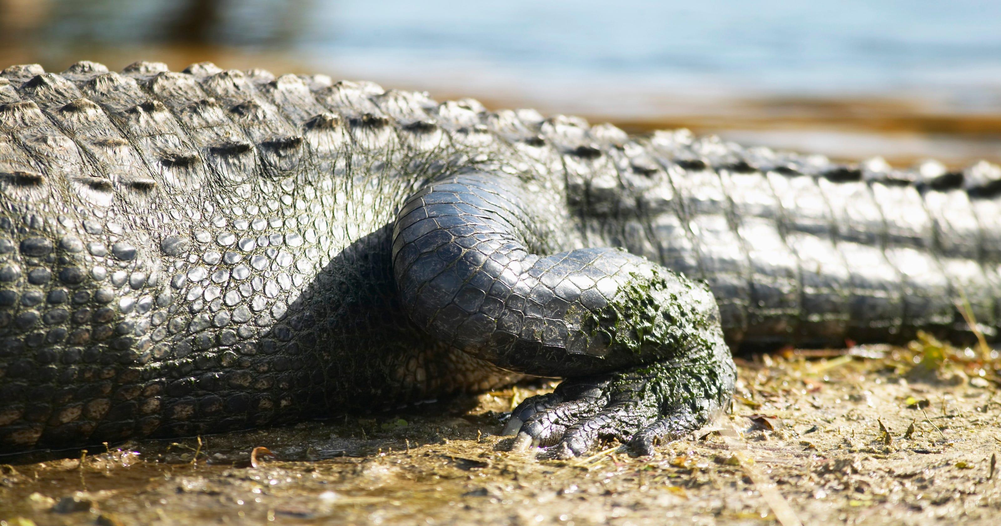 Massive 12-foot alligator trapped in Florida weighs nearly 750 pounds