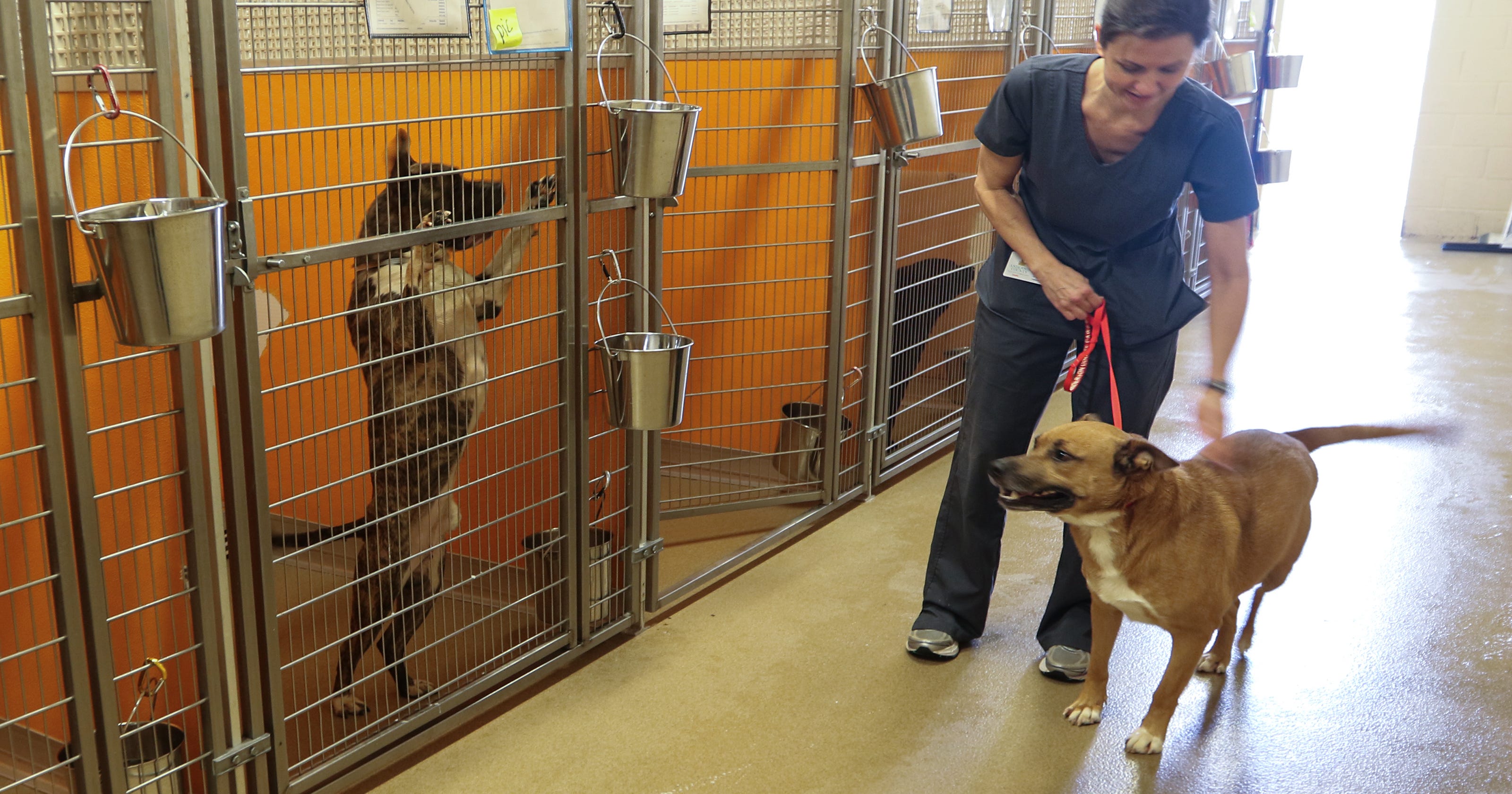 Anderson animal shelter has 'Valentails' adoption promotion