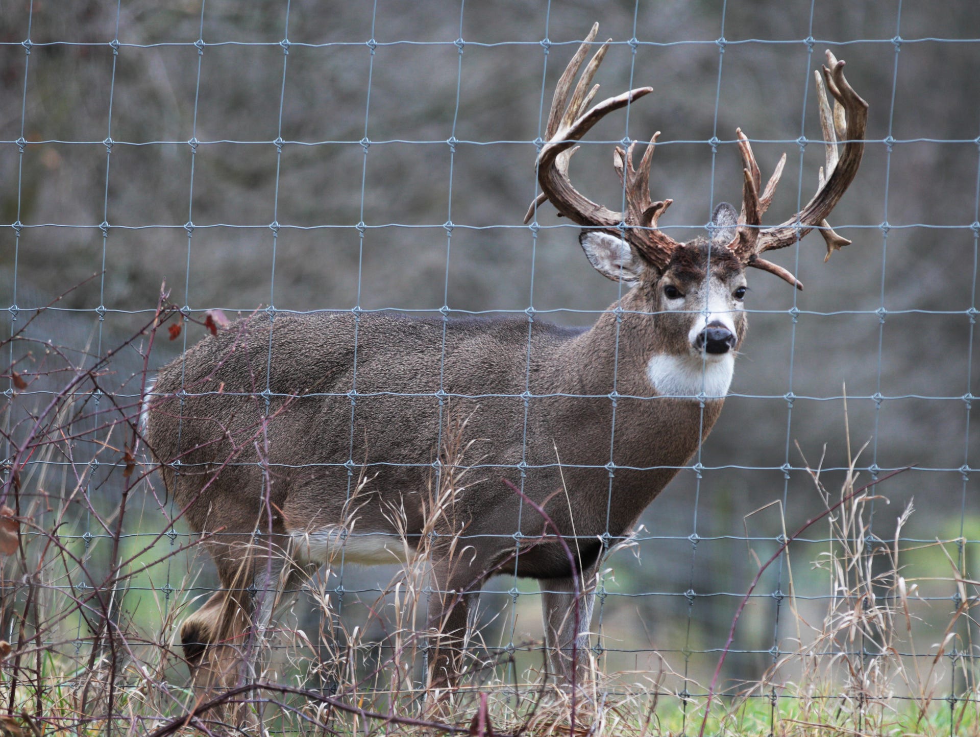 BUCK FEVER What can happen if preserve owners make the rules | GON Forum