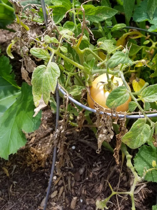 Dying tomatoes could be due to spider mite damage