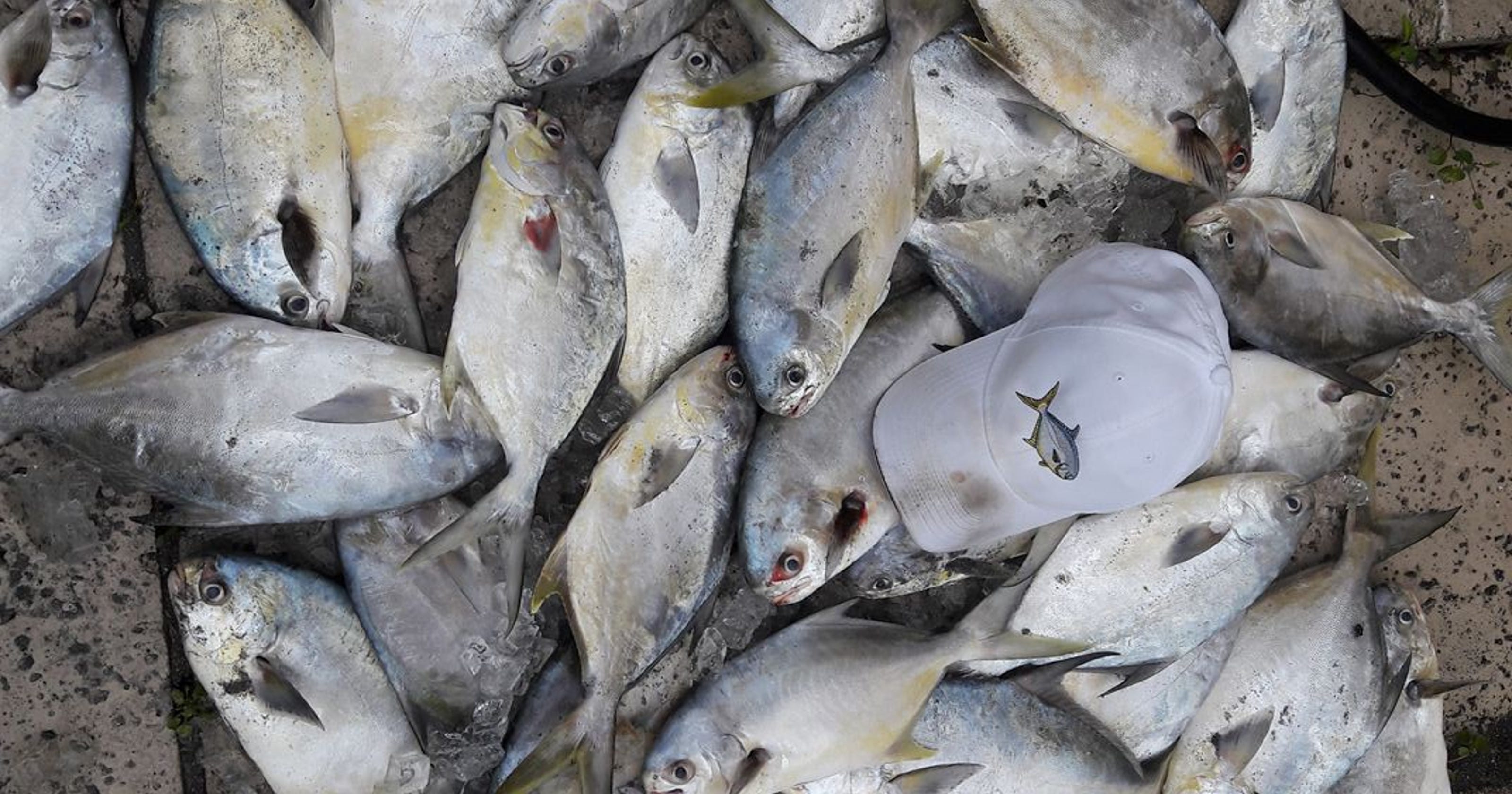 Pompanos to blues! A truly magical time for fall anglers