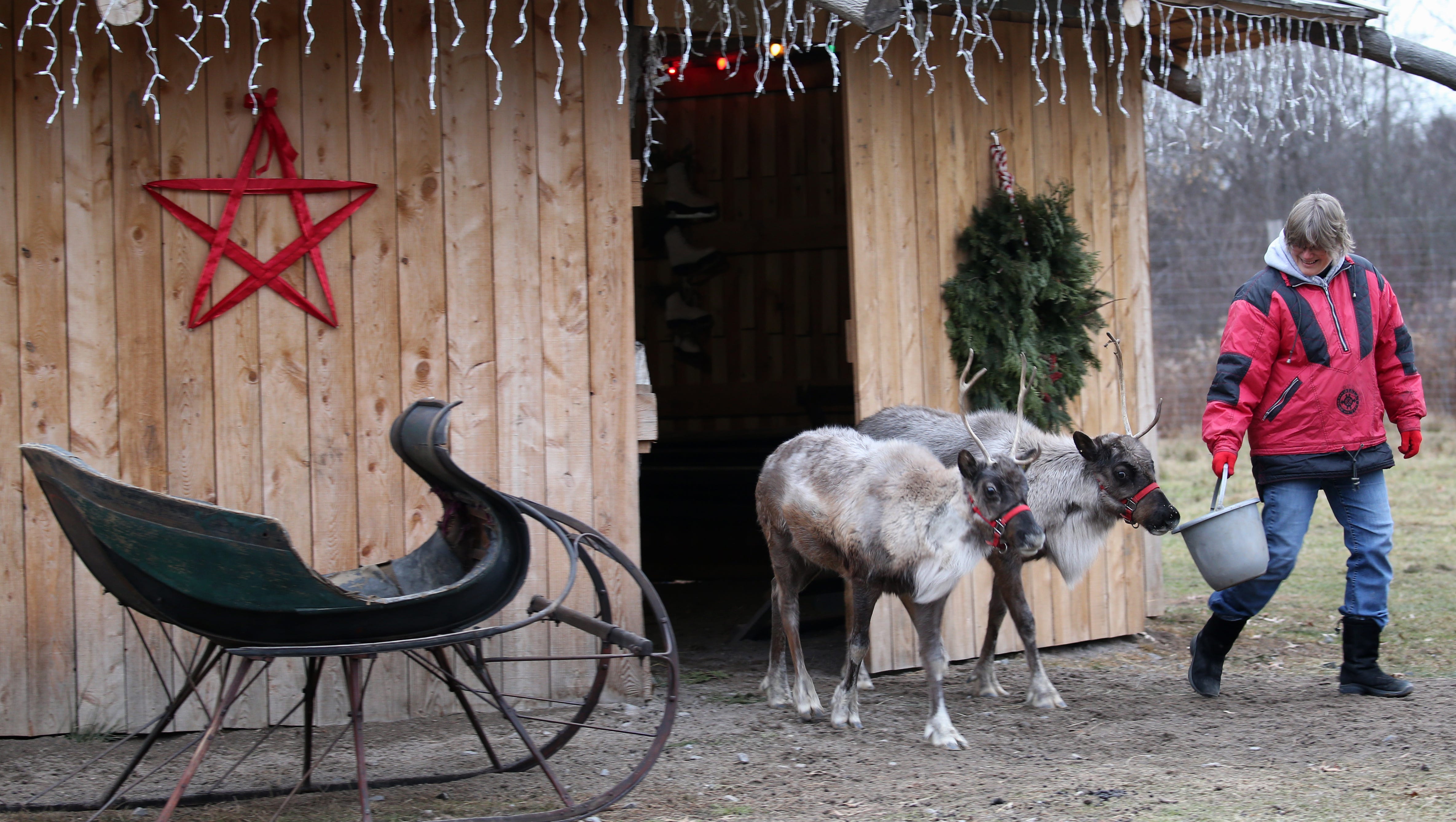Shortsville reindeer Moose, who saved his brother Little Buddy, dies