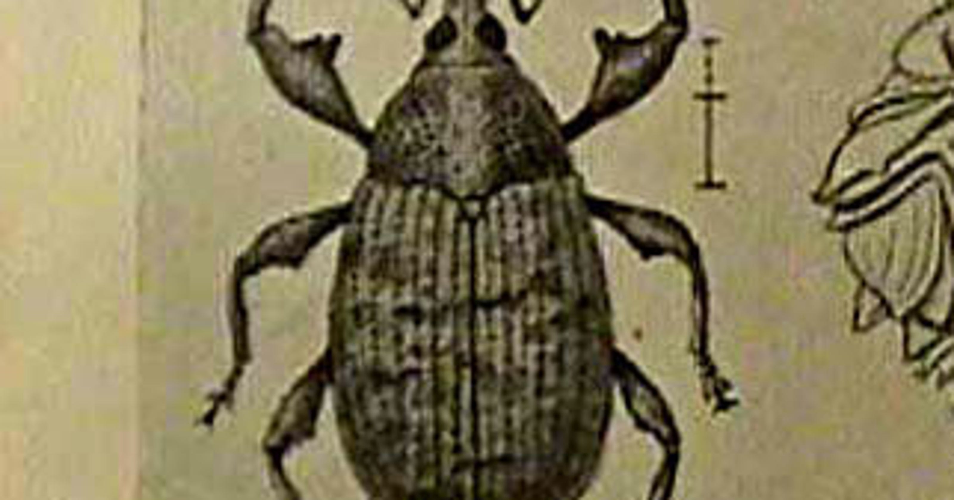 Windmill Country: Boll weevil program still a boon for Texas farmers