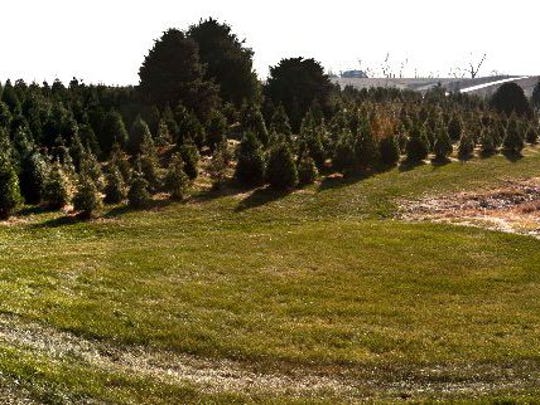 10 of Iowa's best Christmas tree farms