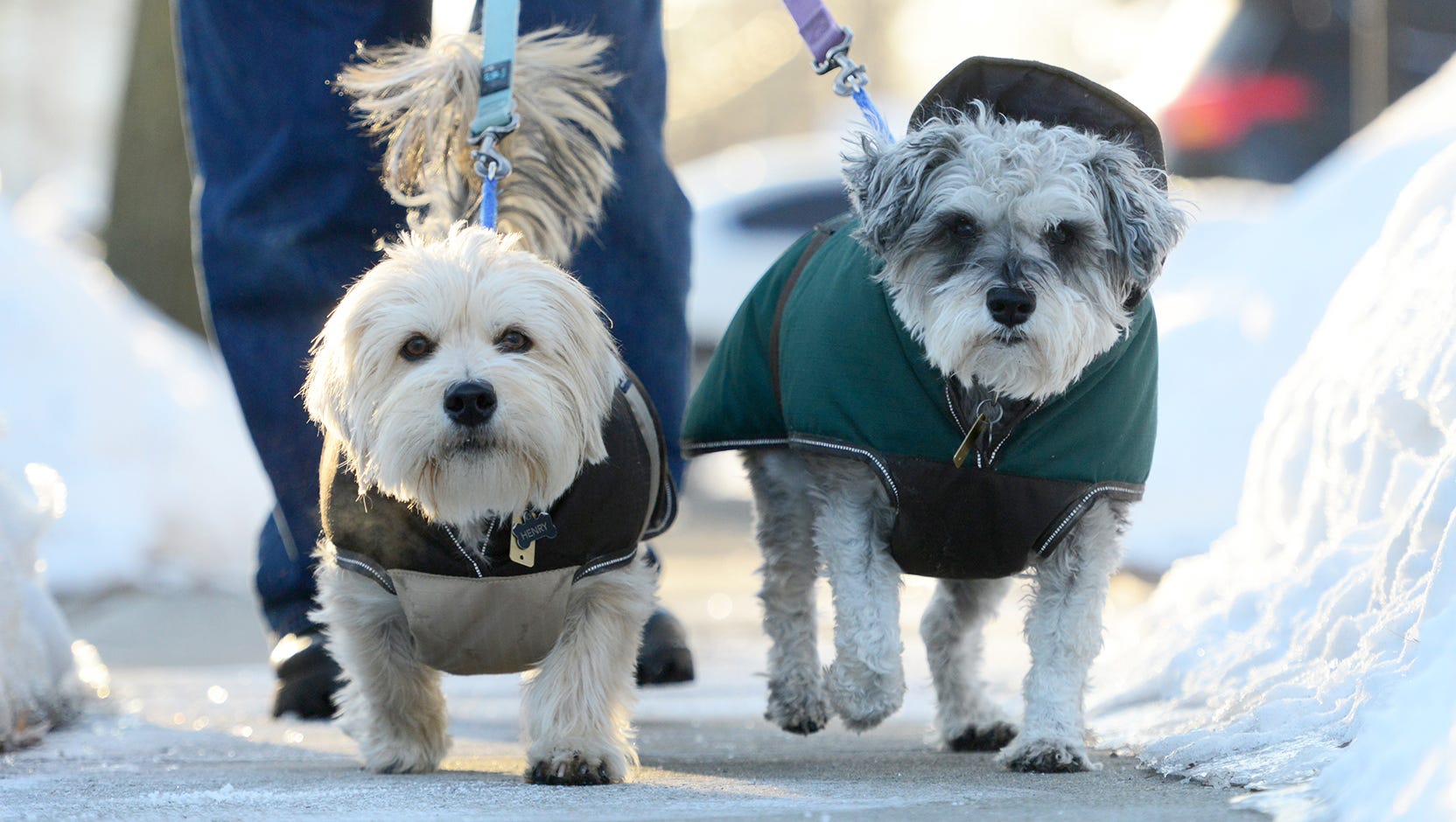 How Cold Is Too Cold For Dogs Paws