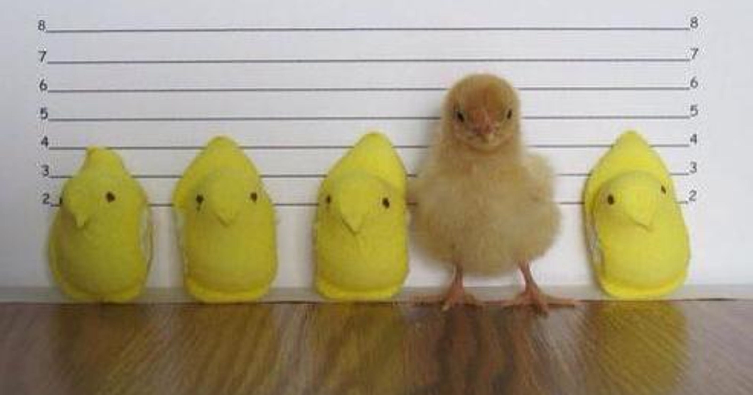 Dover police love social media 'peeps'