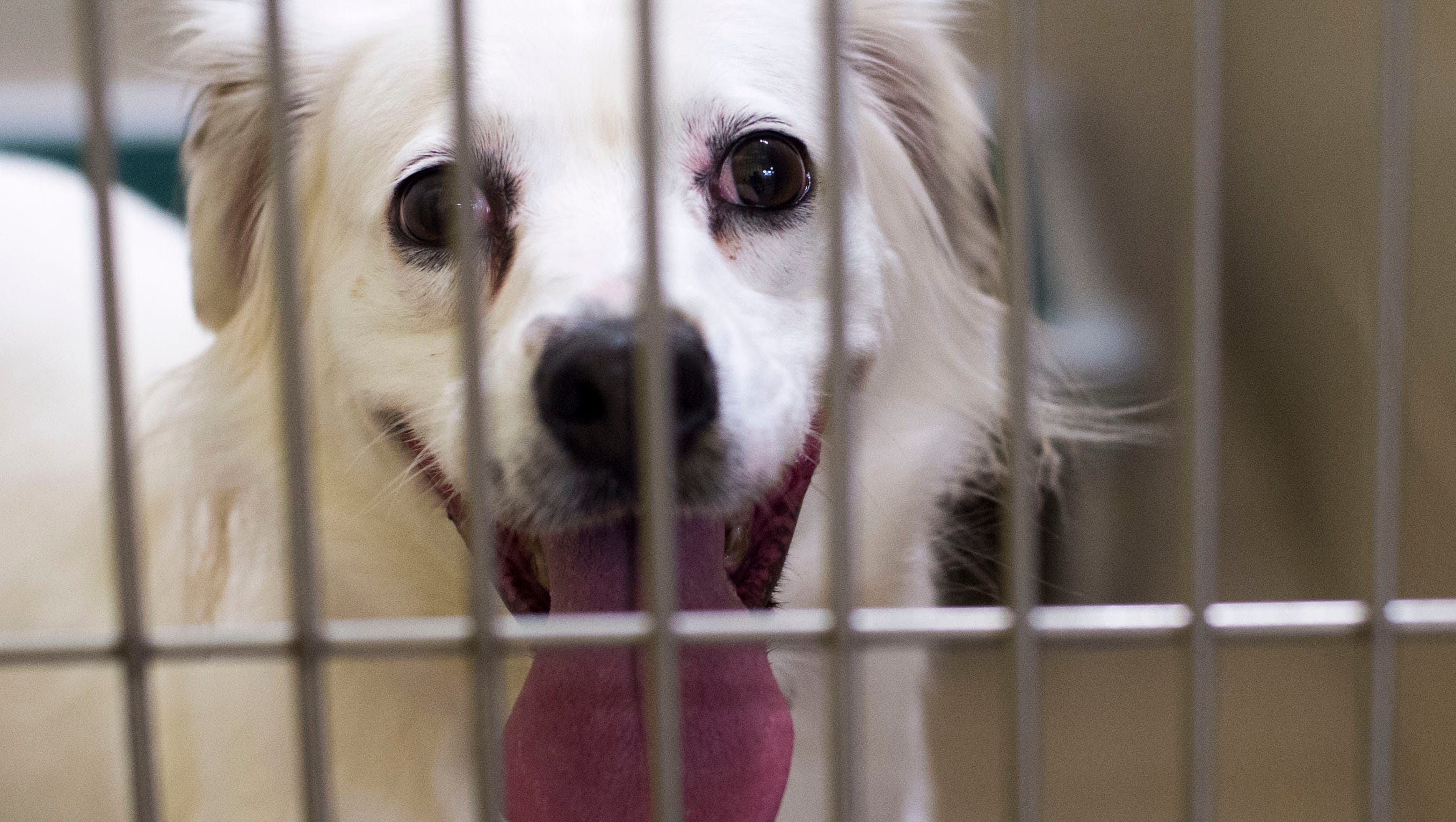 Knoxville's Young-Williams shelter runs out of animals during free pet ...