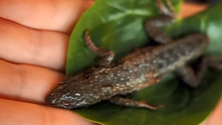 636535168761340620-lizard.png?width=754&height=426&fit=crop&format=pjpg ...