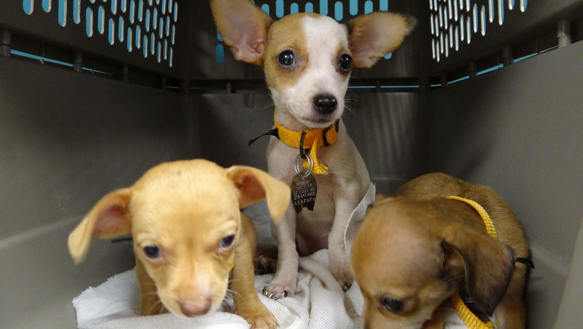 39 small dogs rescued by Human Society